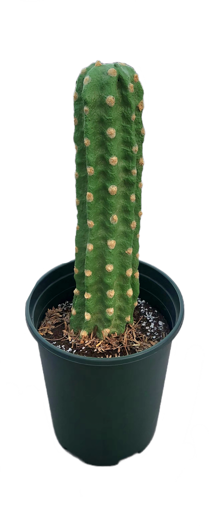 Potty Plants® Cactus cover hide toilet bowl scrub brush – Top Secret Plants