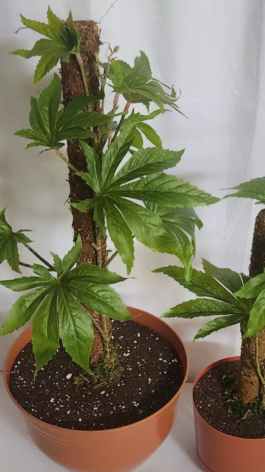 Fun bathroom decoration for toilet plunger and scrub brush container c ...